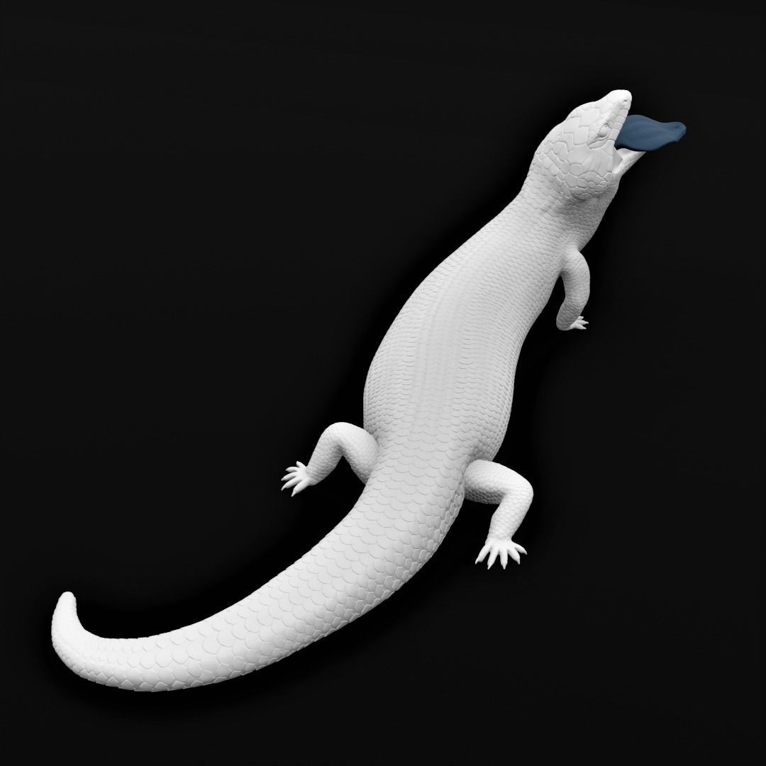 Blue Tongued Skink - Lizard Realistic Reptile 3d Print Model 3D model ...