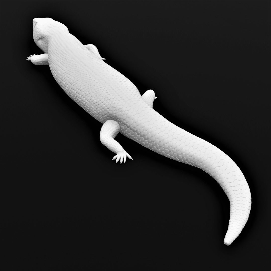 Blue Tongued Skink - Lizard Realistic Reptile 3d Print Model 3D model 3D printable | CGTrader