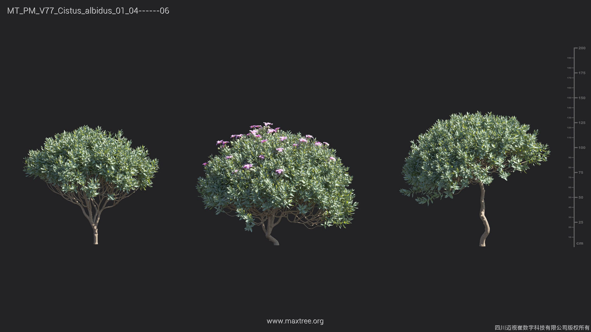 Maxtree Plant Models Vol 77 - Mesh 3D model | CGTrader