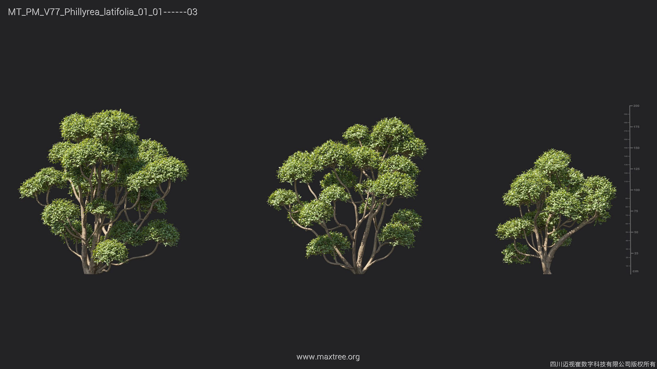 Maxtree Plant Models Vol 77 - Mesh 3D model | CGTrader
