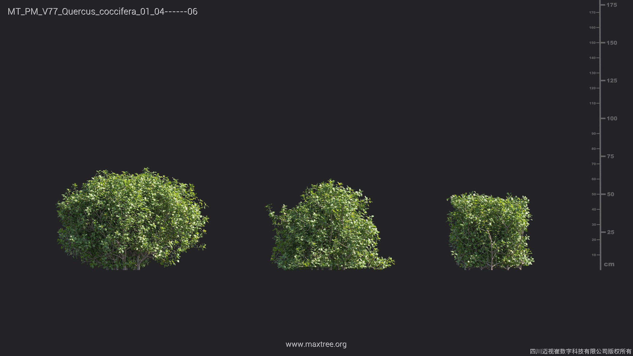 Maxtree Plant Models Vol 77 - Mesh 3D model | CGTrader