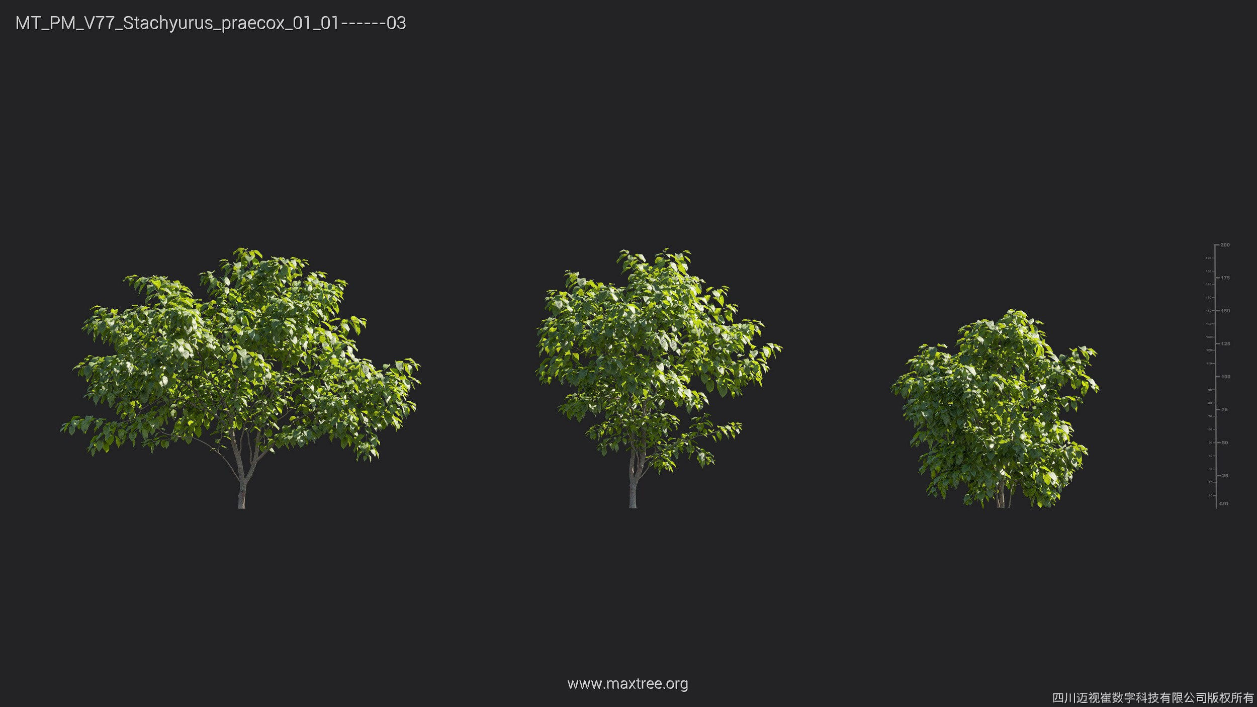 Maxtree Plant Models Vol 77 - Mesh 3D model | CGTrader