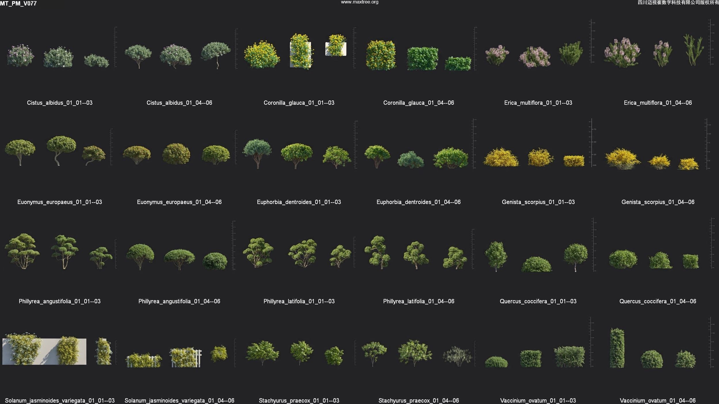 Maxtree Plant Models Vol 77 - Mesh 3D model | CGTrader