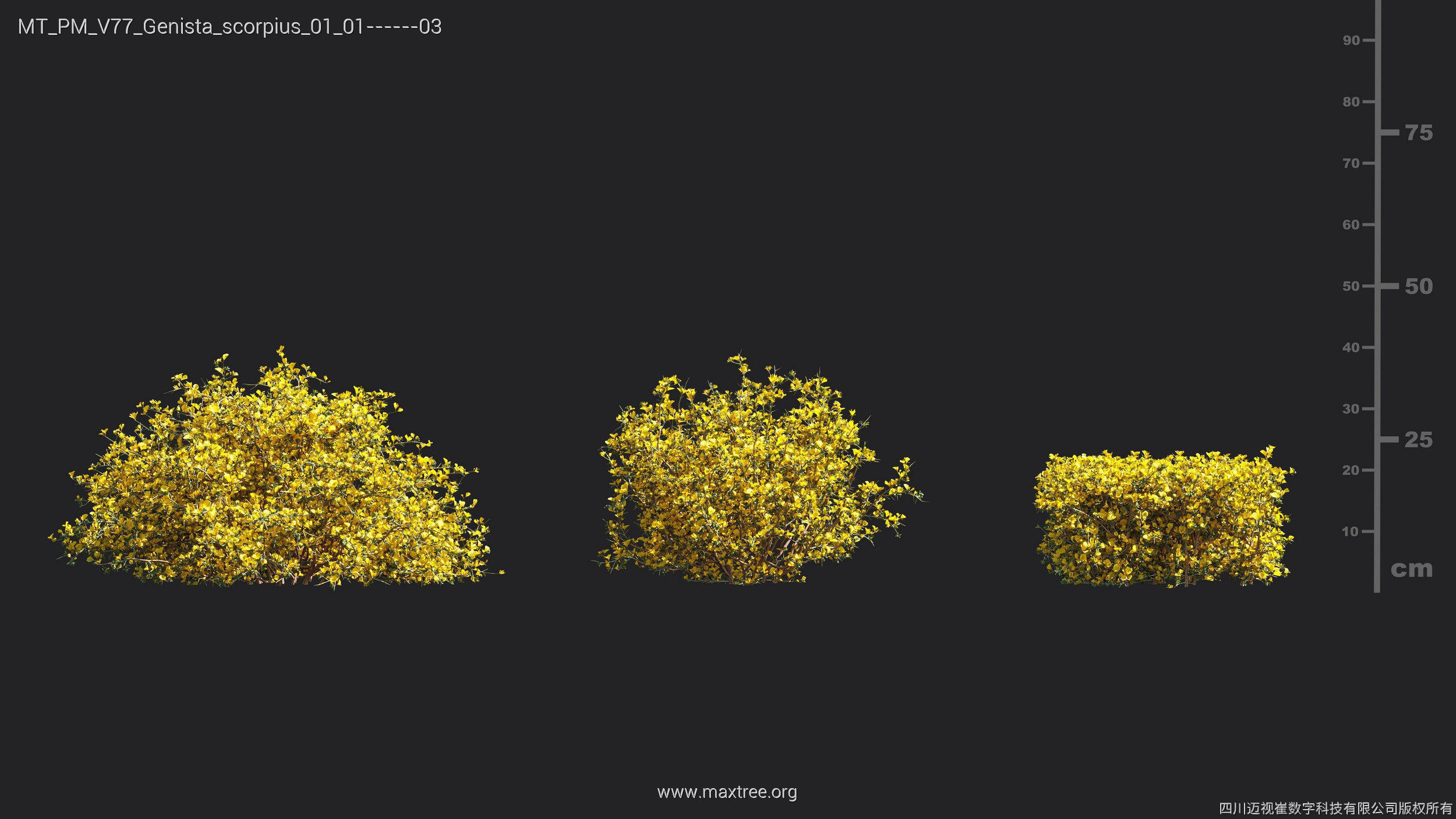Maxtree Plant Models Vol 77 - Mesh 3D model | CGTrader