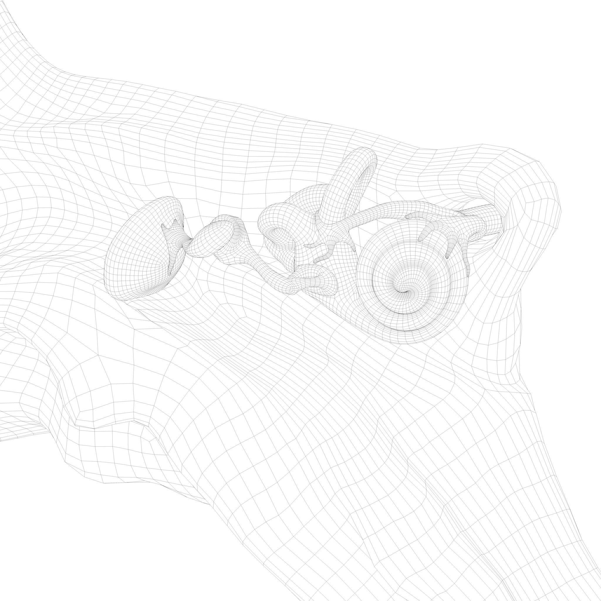 Cross section ear anatomy 3D model | CGTrader