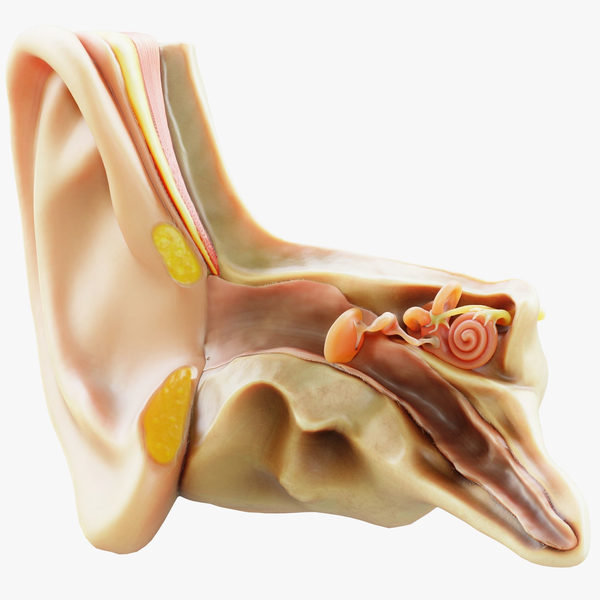 Cross section ear anatomy 3D model | CGTrader