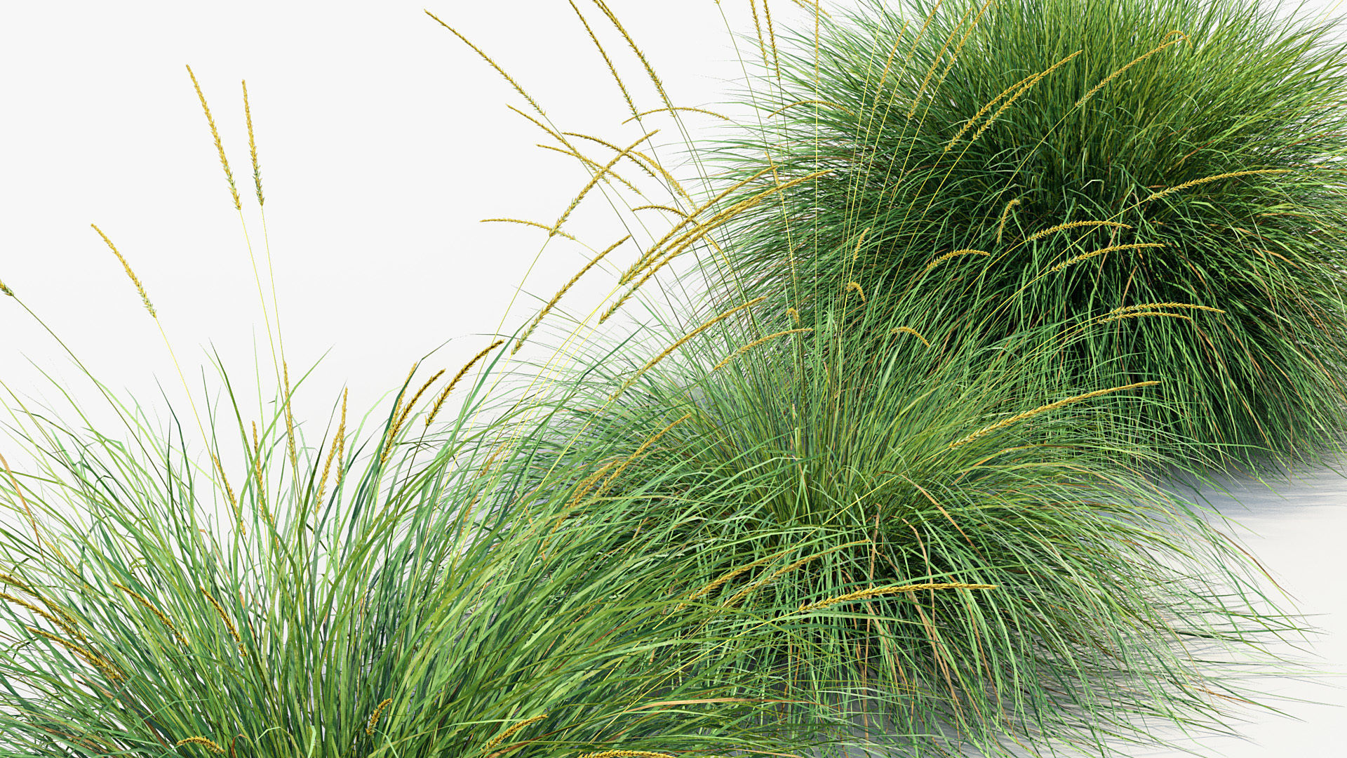 Festuca mairei Atlas fescue 3D Model 02 3D model | CGTrader