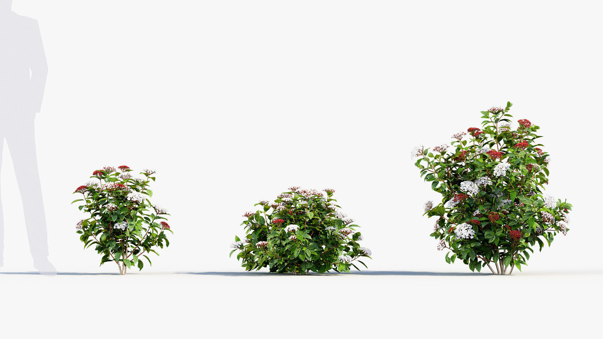 Viburnum tinus Laurustinus 3D model | CGTrader