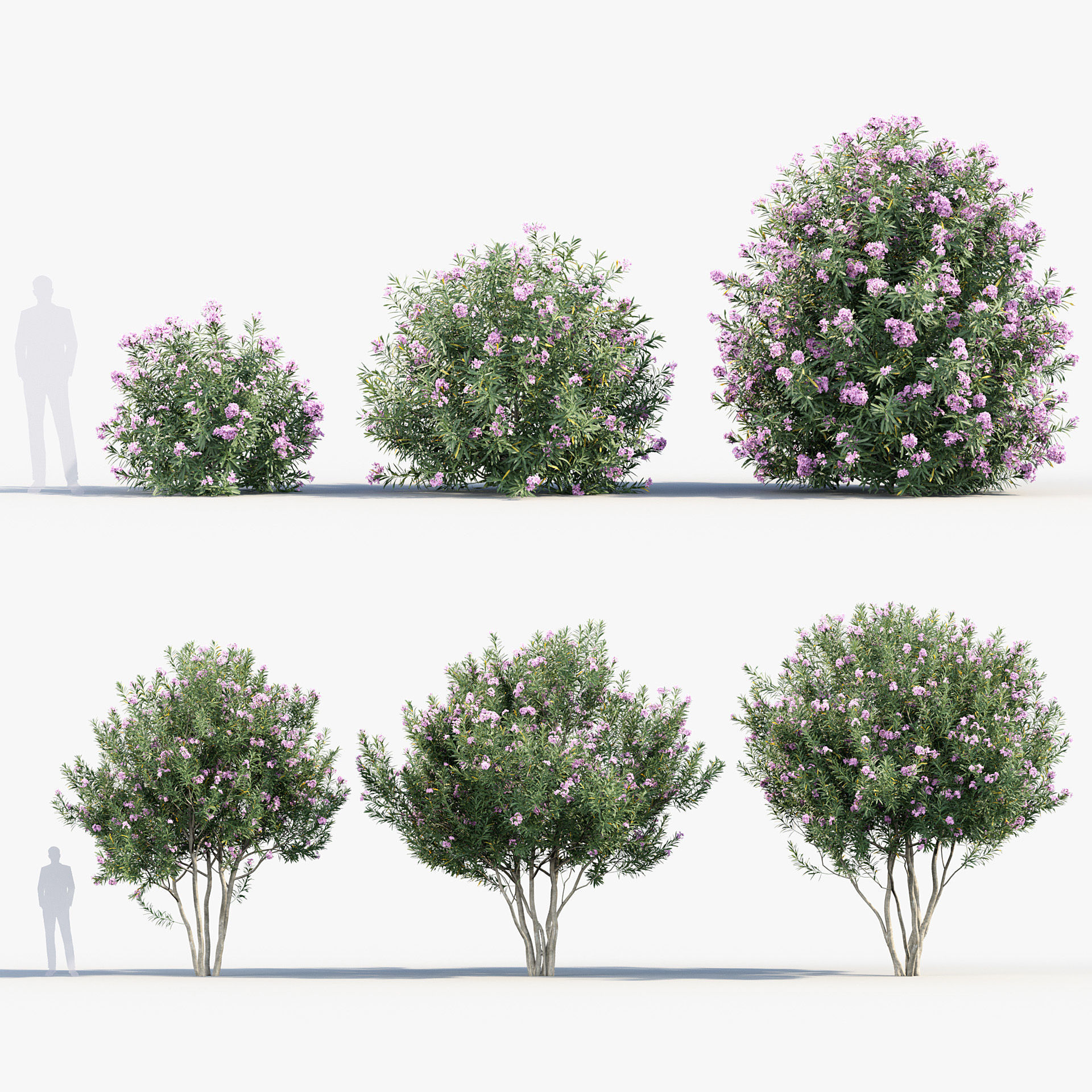 Nerium Oleander Oleander 3D model | CGTrader