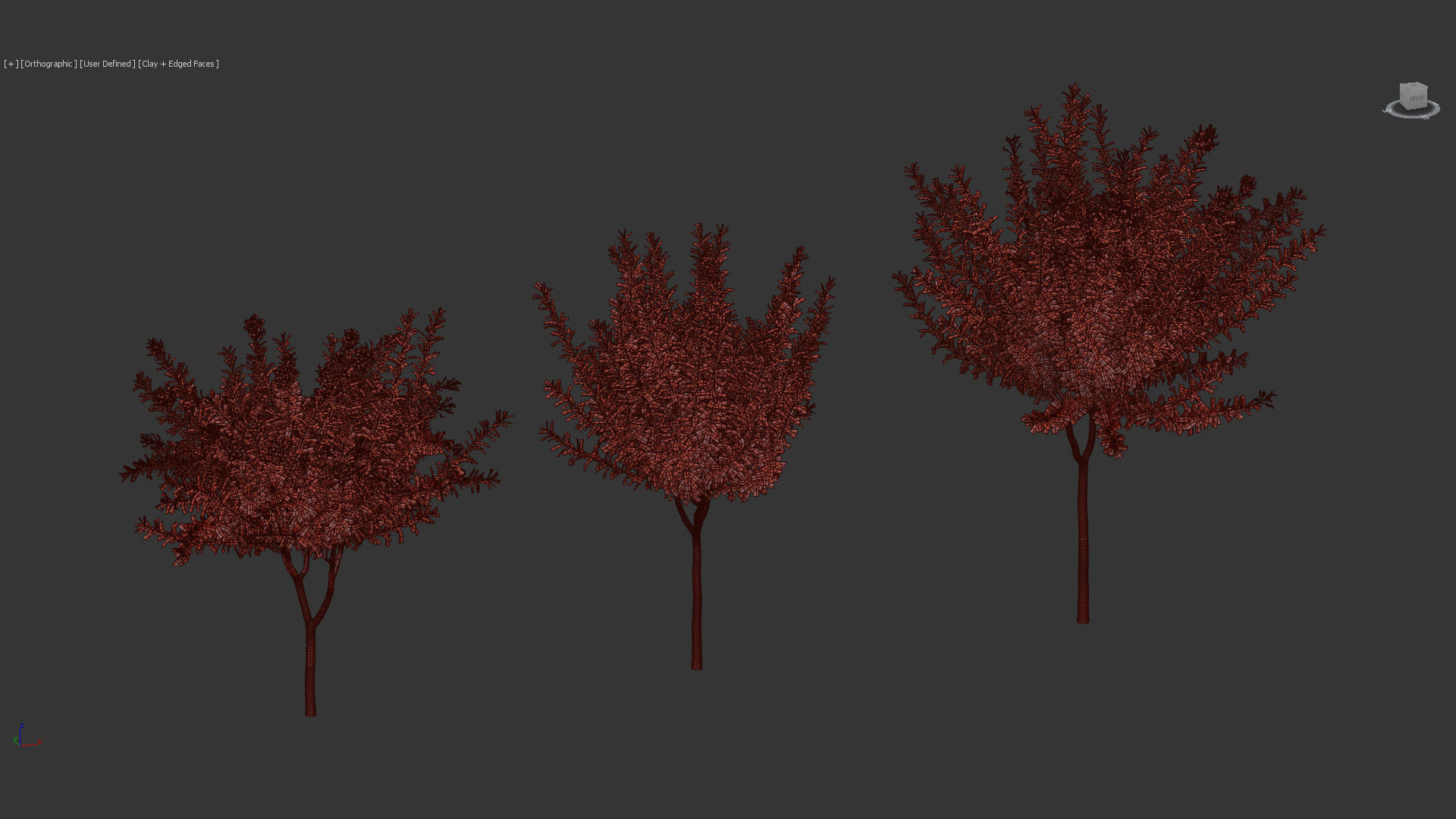 Myrtle Myrtus communis 3D model | CGTrader