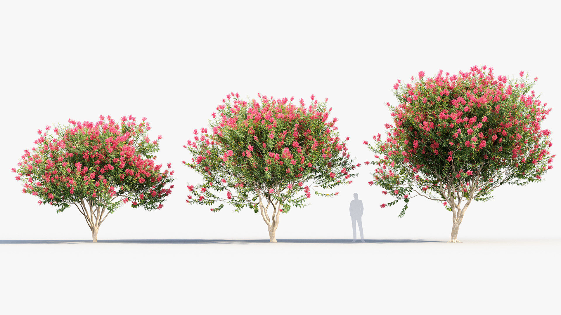 Myrtle Myrtus communis 3D model | CGTrader