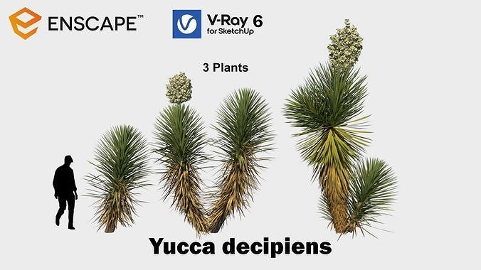 Yucca decipiens 3D model | CGTrader