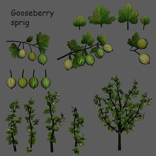 3D model Gooseberry sprig stylized plant VR / AR / low-poly | CGTrader