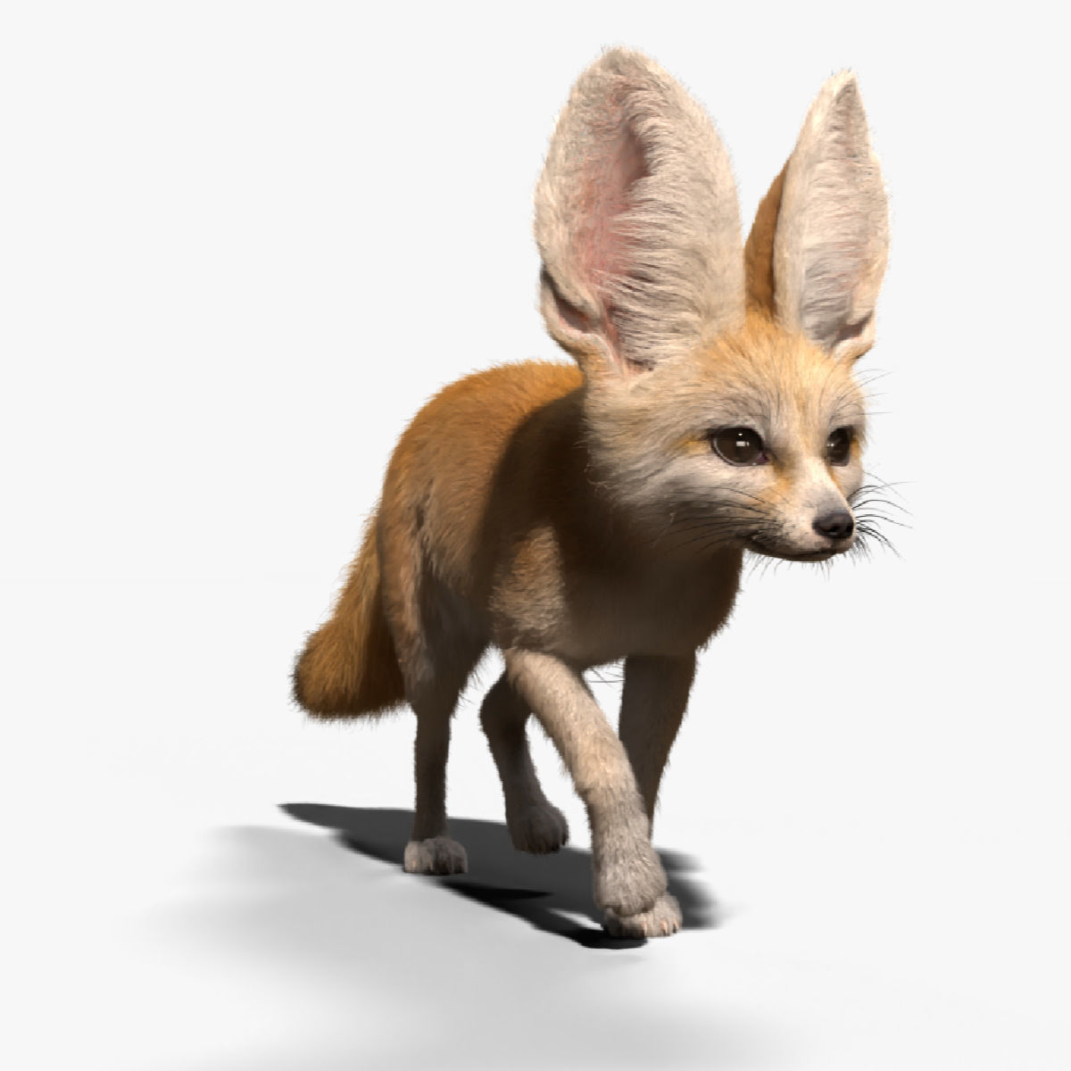 Fennec Fox Animated VFX Grace 3D model animated rigged | CGTrader