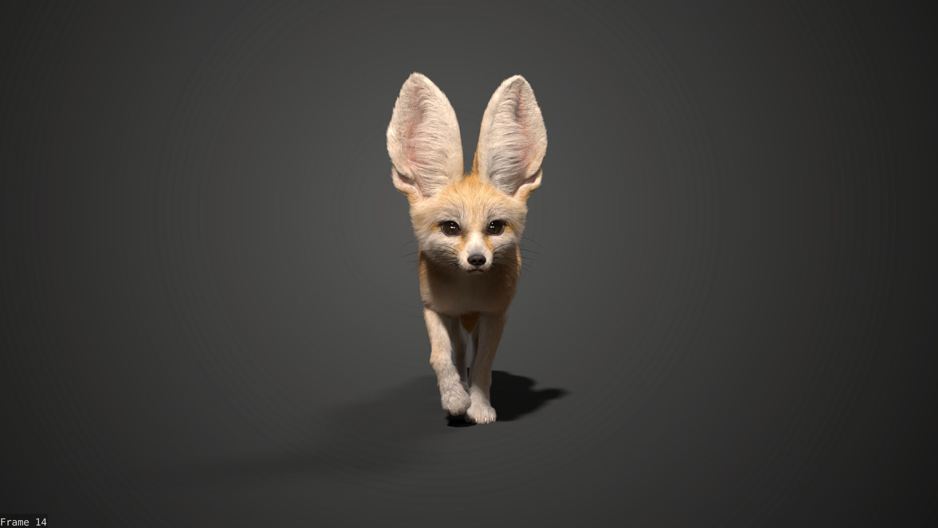 Fennec Fox Animated VFX Grace 3D model animated rigged | CGTrader