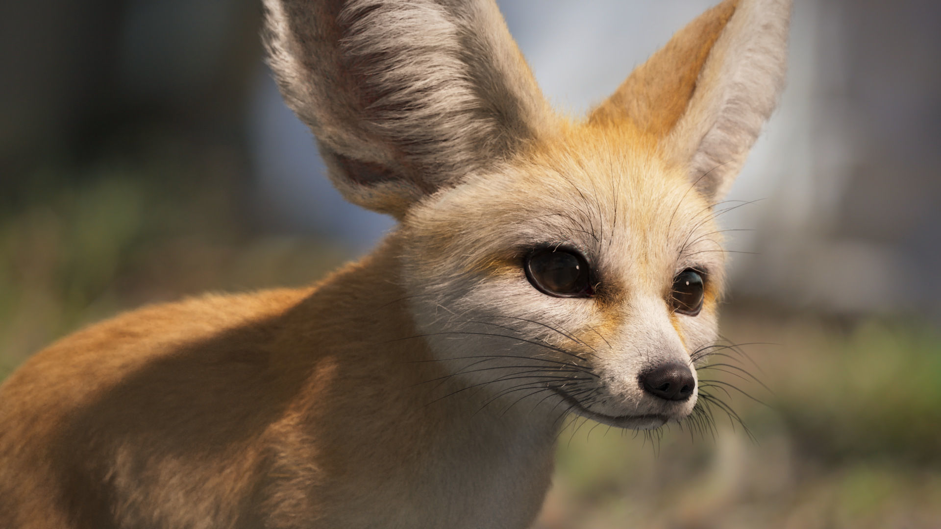 Fennec Fox Animated VFX Grace 3D model animated rigged | CGTrader