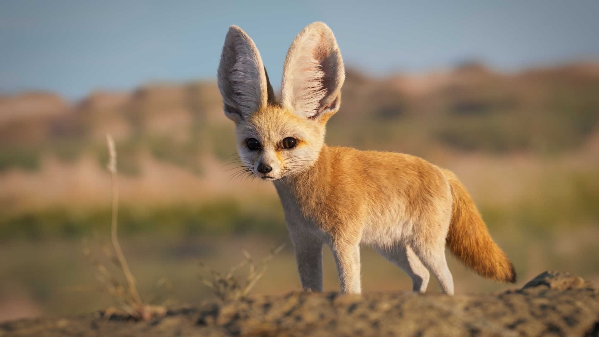 Fennec Fox Animated VFX Grace 3D model animated rigged | CGTrader