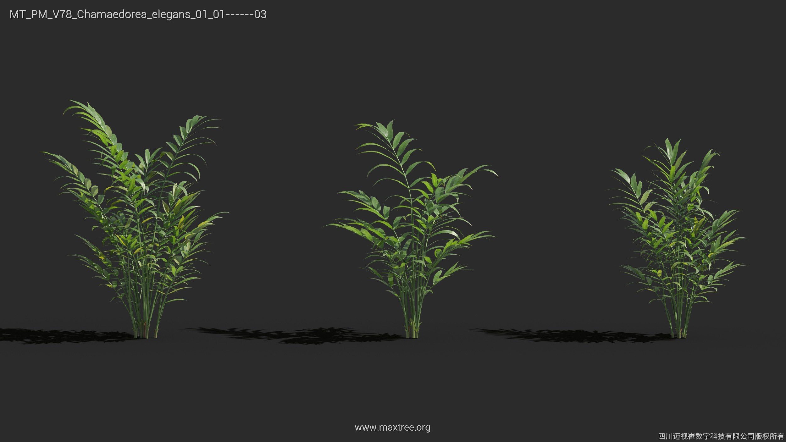Maxtree Plant Models Vol 78 - Mesh 3D model | CGTrader