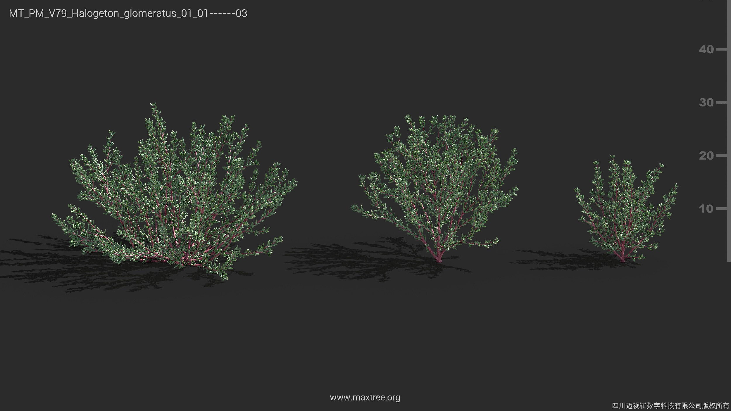 Maxtree Plant Models Vol 79 - Mesh 3D model | CGTrader