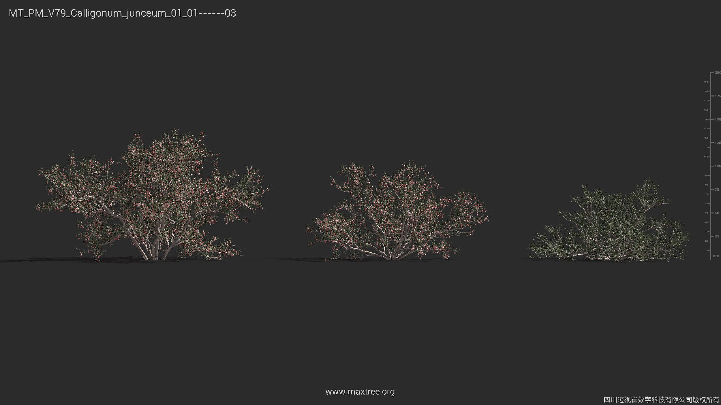 Maxtree Plant Models Vol 79 - Mesh 3D model | CGTrader
