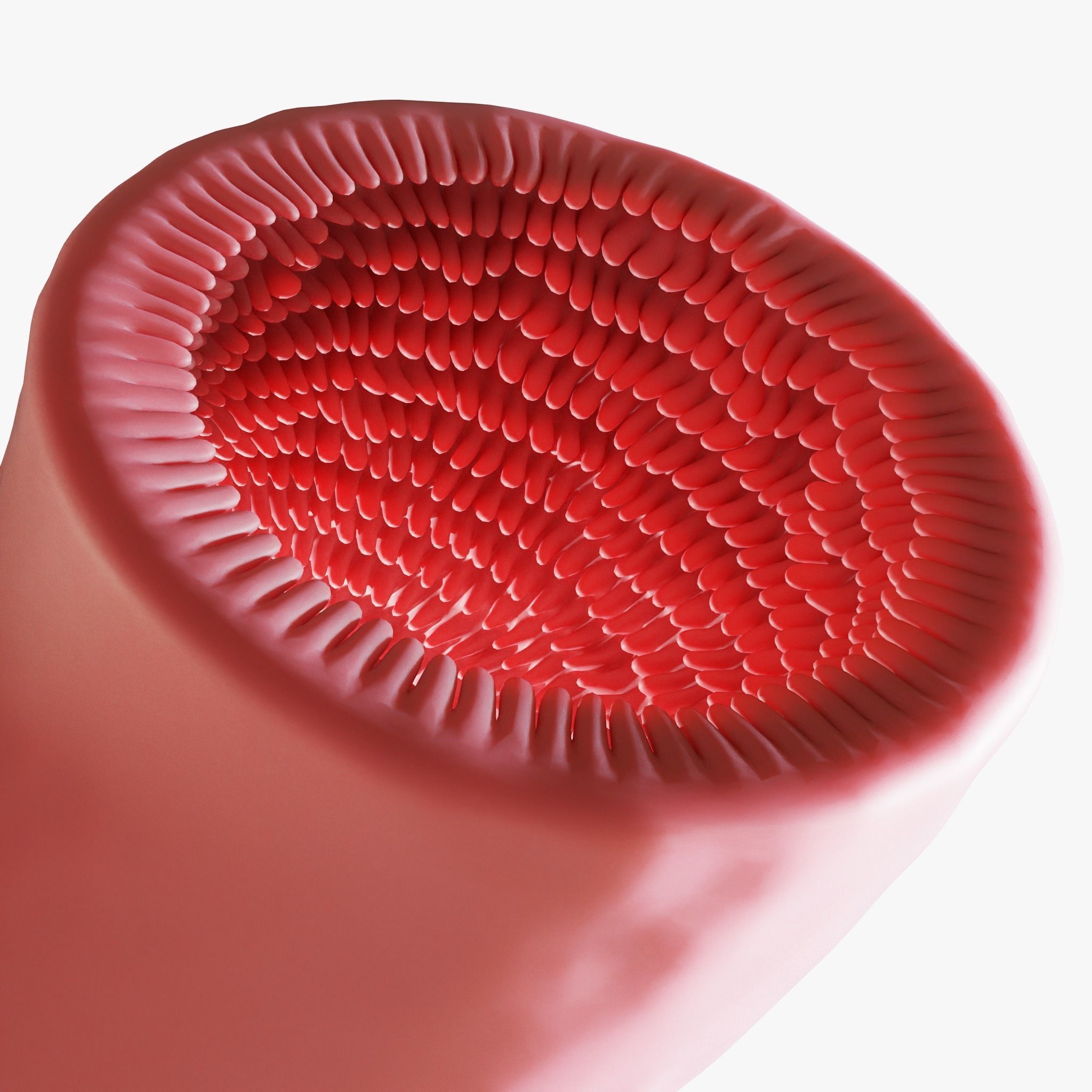 Intestinal villi Animation 3D model animated | CGTrader