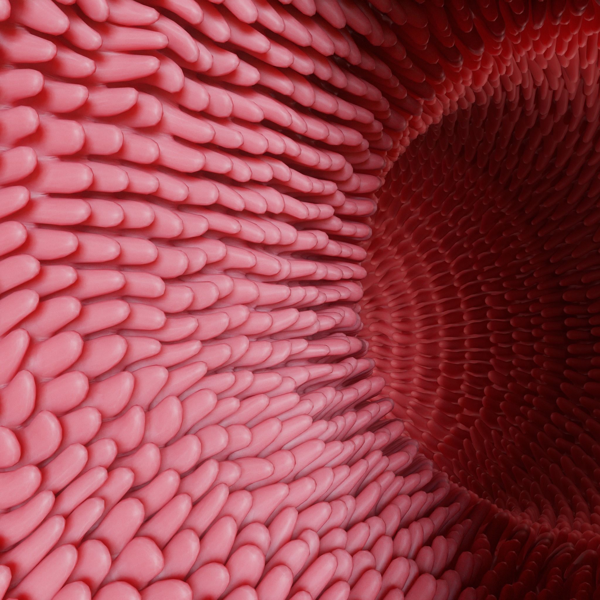 Intestinal villi Animation 3D model animated | CGTrader