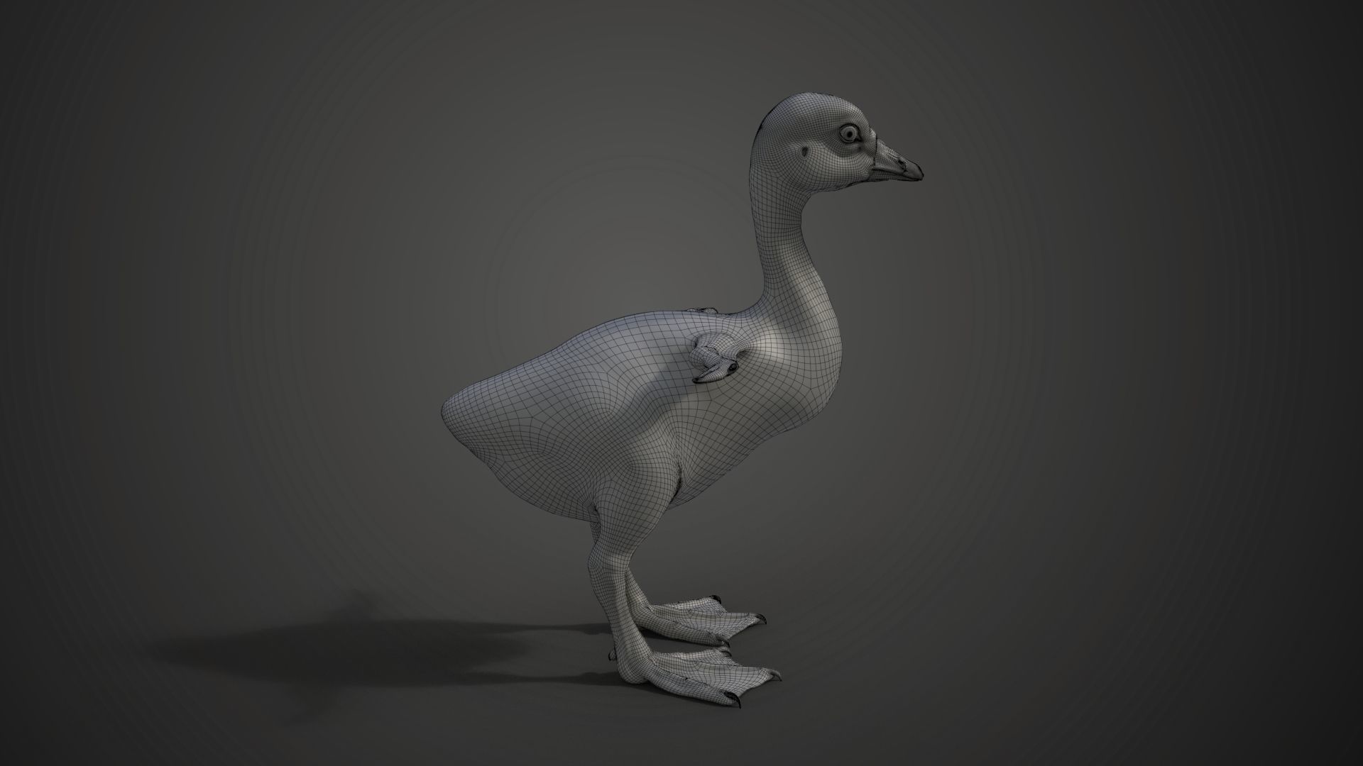 Little Goose Animation VFX Grace 3D model animated rigged | CGTrader