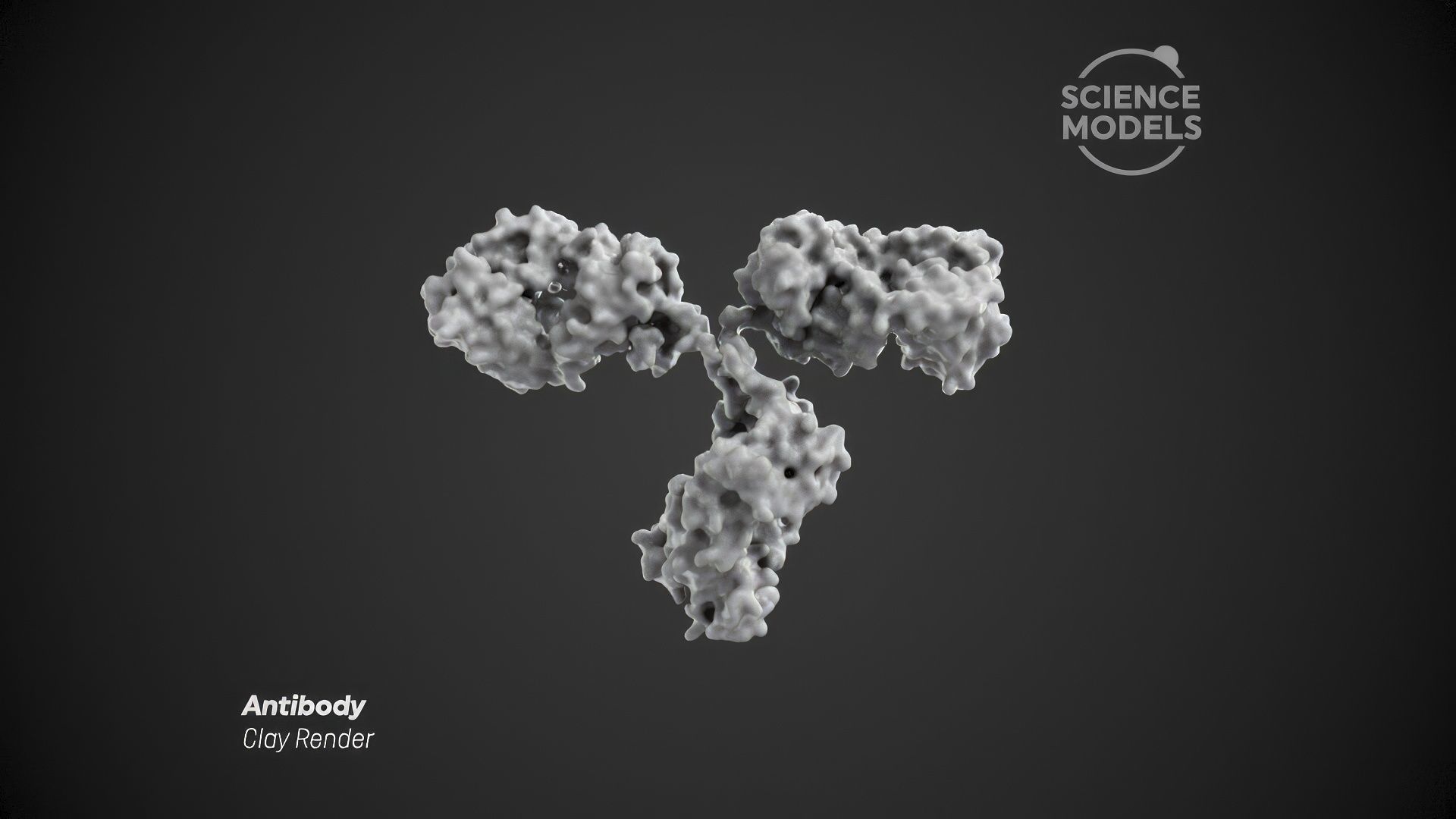 Antibody 1igt 3D model | CGTrader