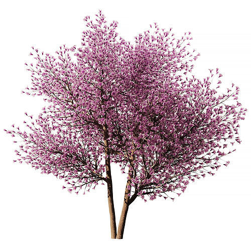 Spring Tree SetV1 3D model | CGTrader