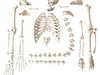 ESQUELETO HUESO POR HUESO - BONE BY BONE SKELETON 3D model 3D printable ...