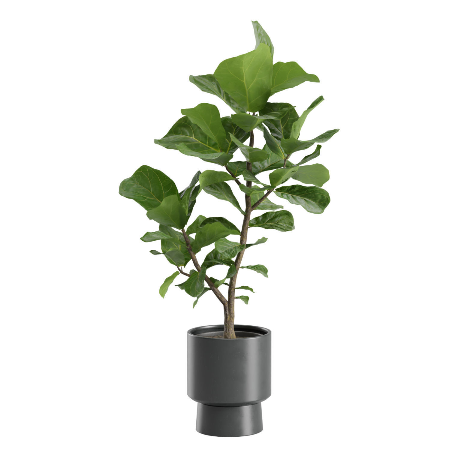 Ficus Lyrata in Dark Planters 3D model | CGTrader