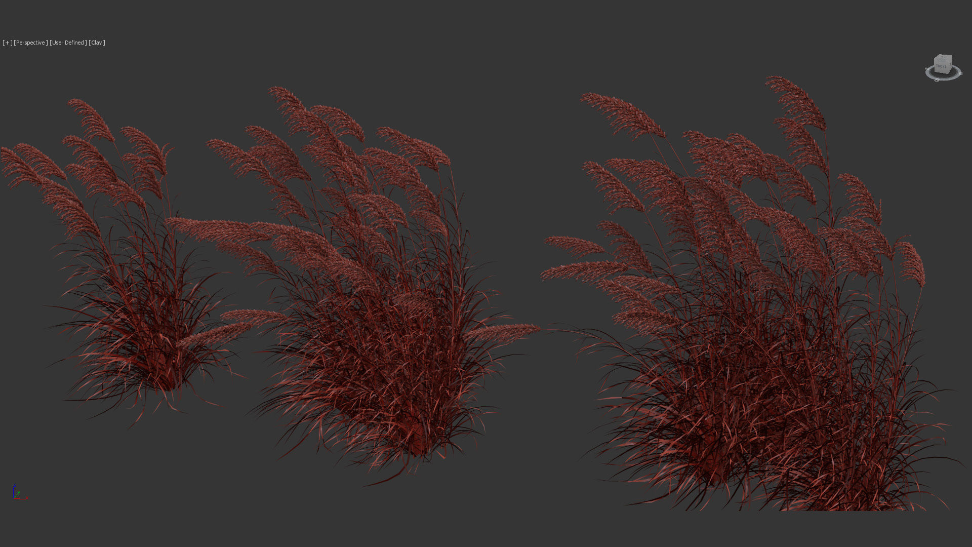 Miscanthus sacchariflorus Amur silver grass 3D Model 01 3D model | CGTrader