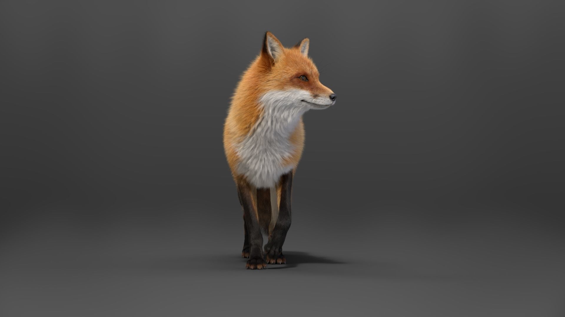 Red Fox Animation VFX Grace 3D model animated rigged | CGTrader
