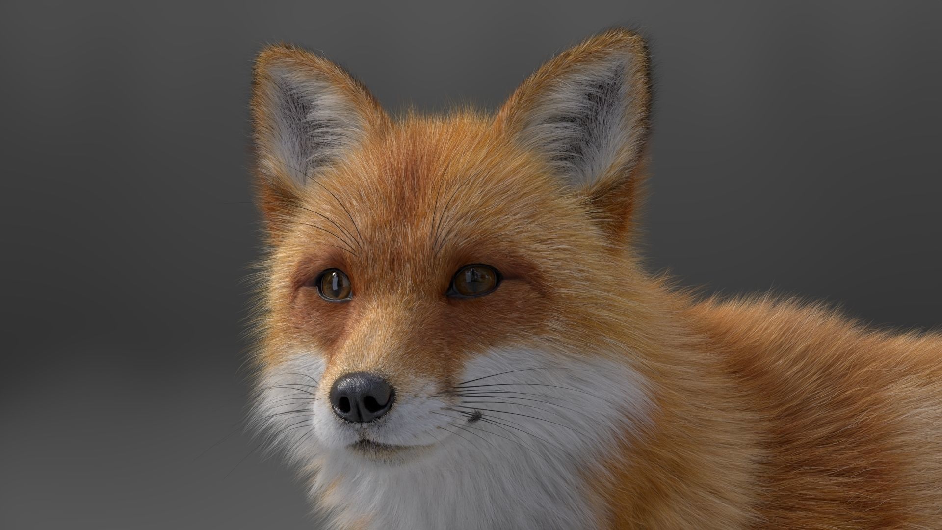 Red Fox Animation VFX Grace 3D model animated rigged | CGTrader