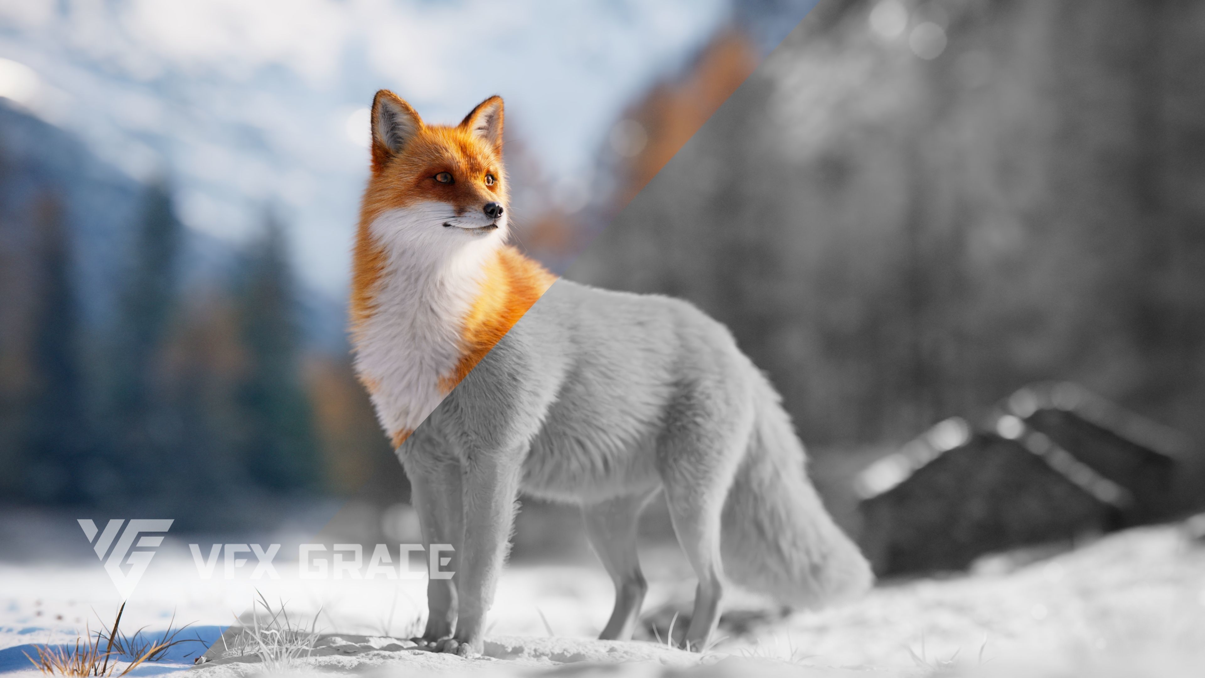 Red Fox Animation VFX Grace 3D model animated rigged | CGTrader
