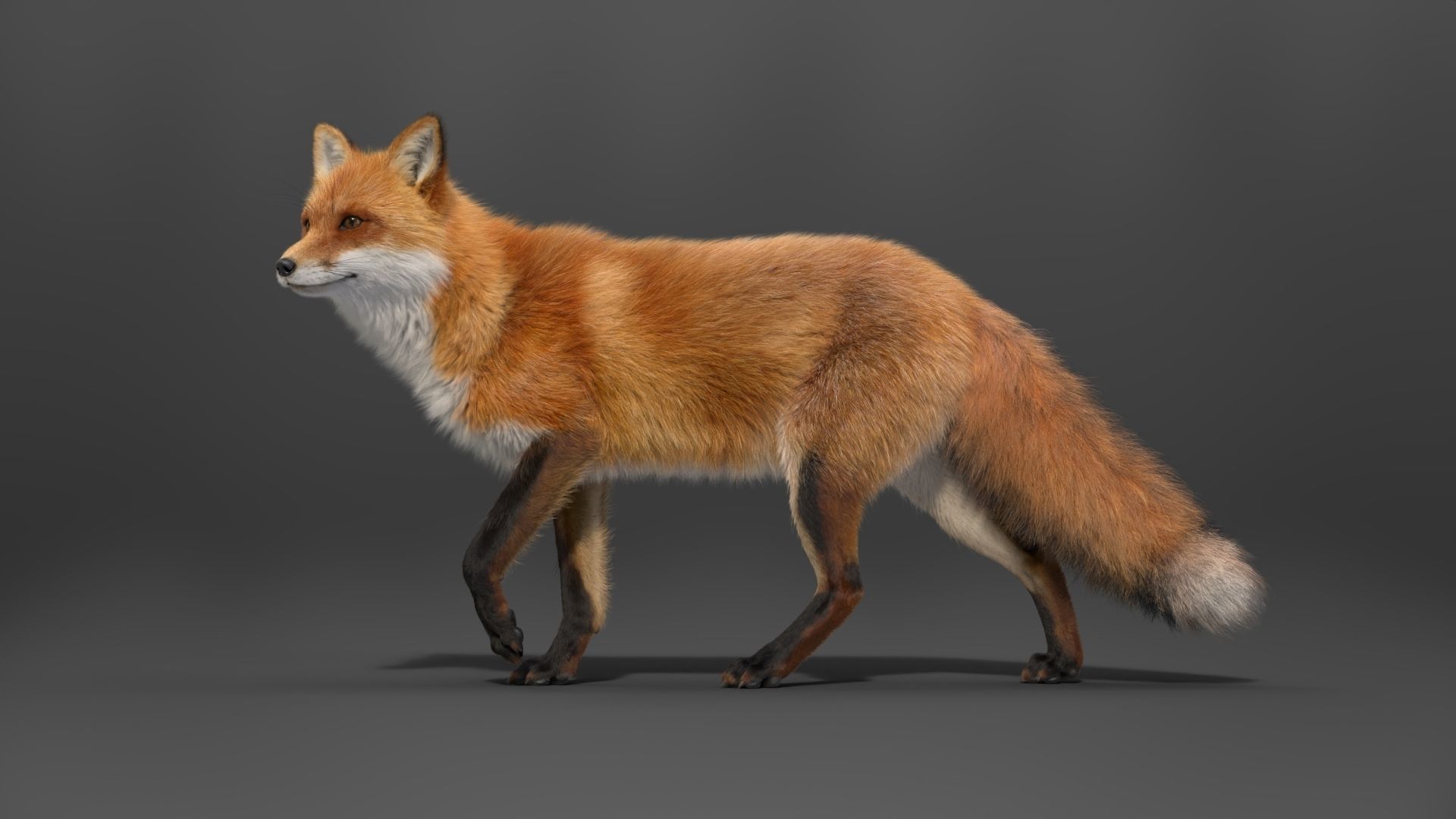 Red Fox Animation VFX Grace 3D model animated rigged | CGTrader