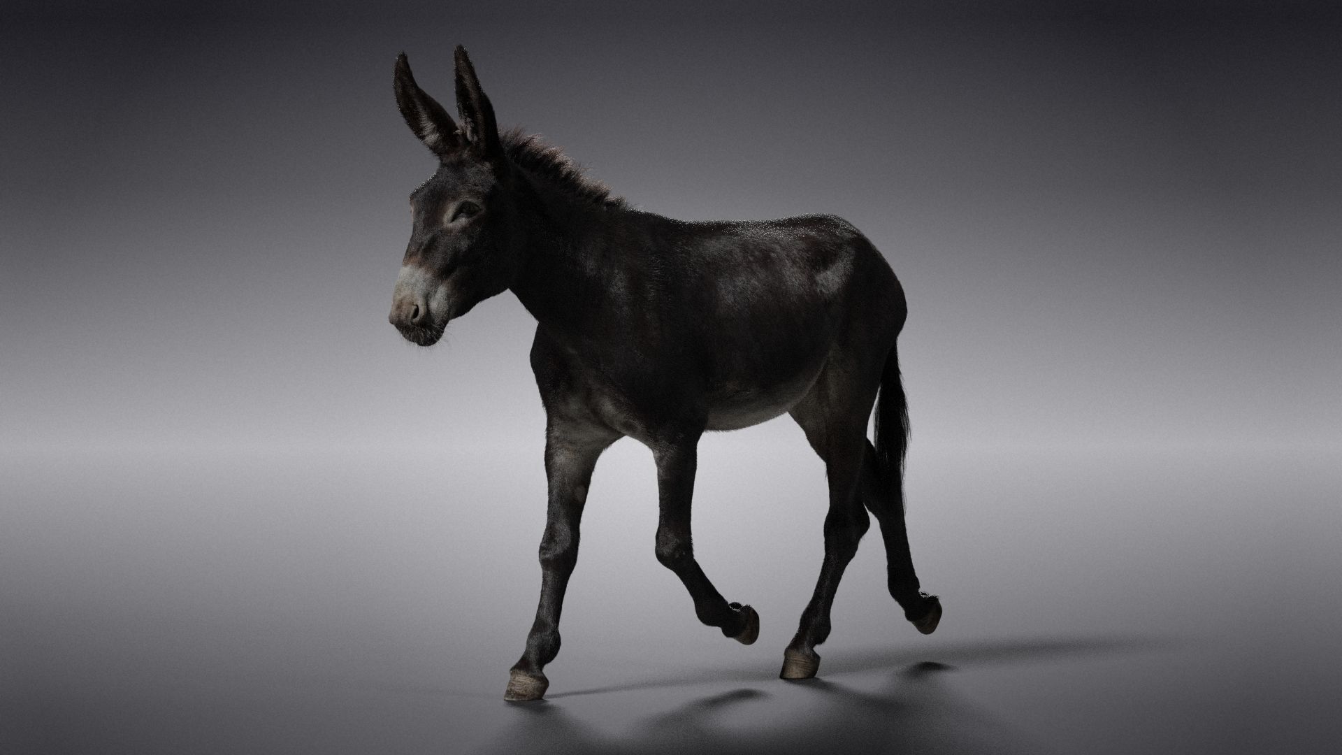 Donkey Animation VFX Grace 3D model animated rigged | CGTrader