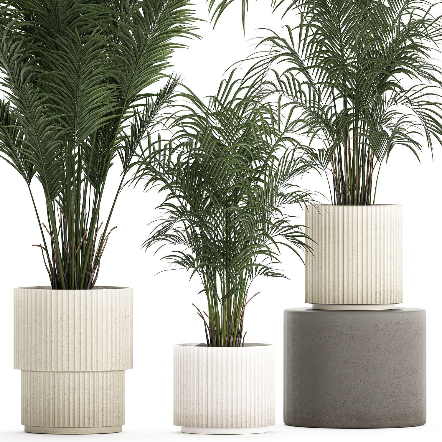Beautiful Howea forsteriana palm trees in flower pots 1268 3D model ...