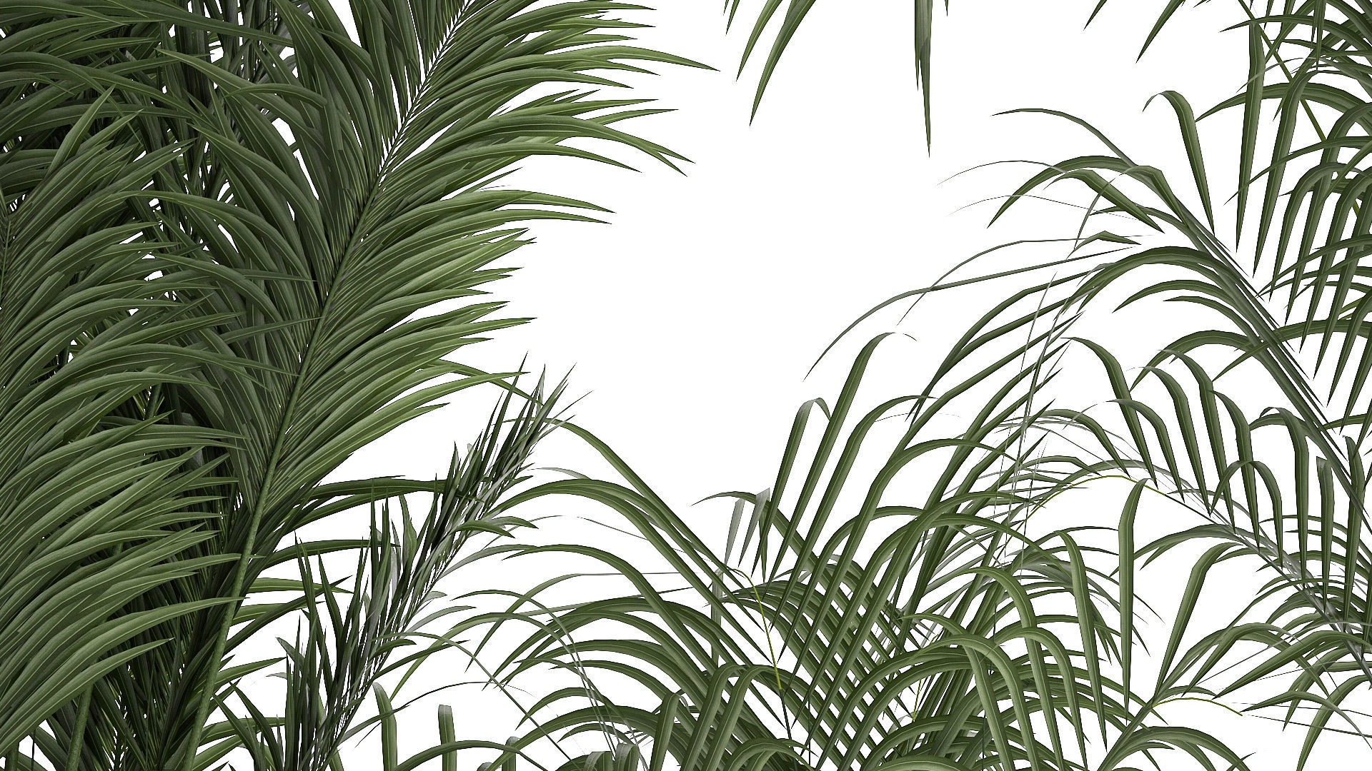 Beautiful Howea forsteriana palm trees in flower pots 1268 3D model ...