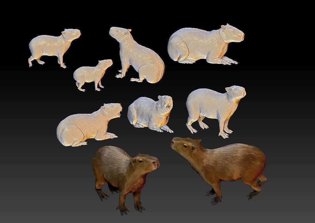 capybara 7 poses 3D model 3D printable | CGTrader