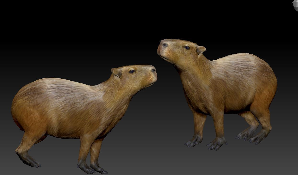 capybara 7 poses 3D model 3D printable | CGTrader