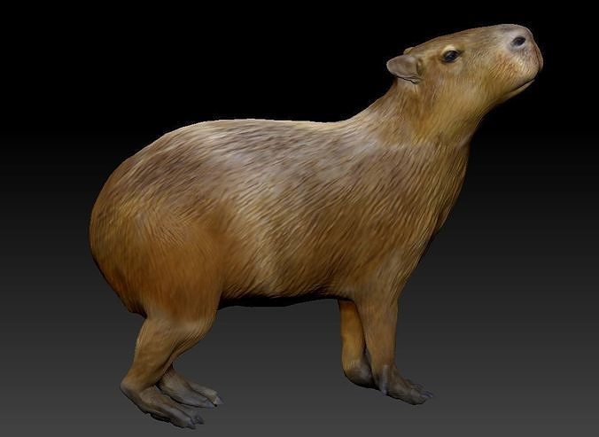 capybara 7 poses 3D model 3D printable | CGTrader