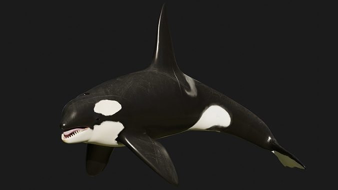 Killer Whale 3D model rigged | CGTrader