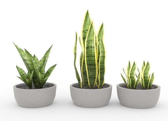 3D model Snake plant 3d Model VR / AR / low-poly | CGTrader