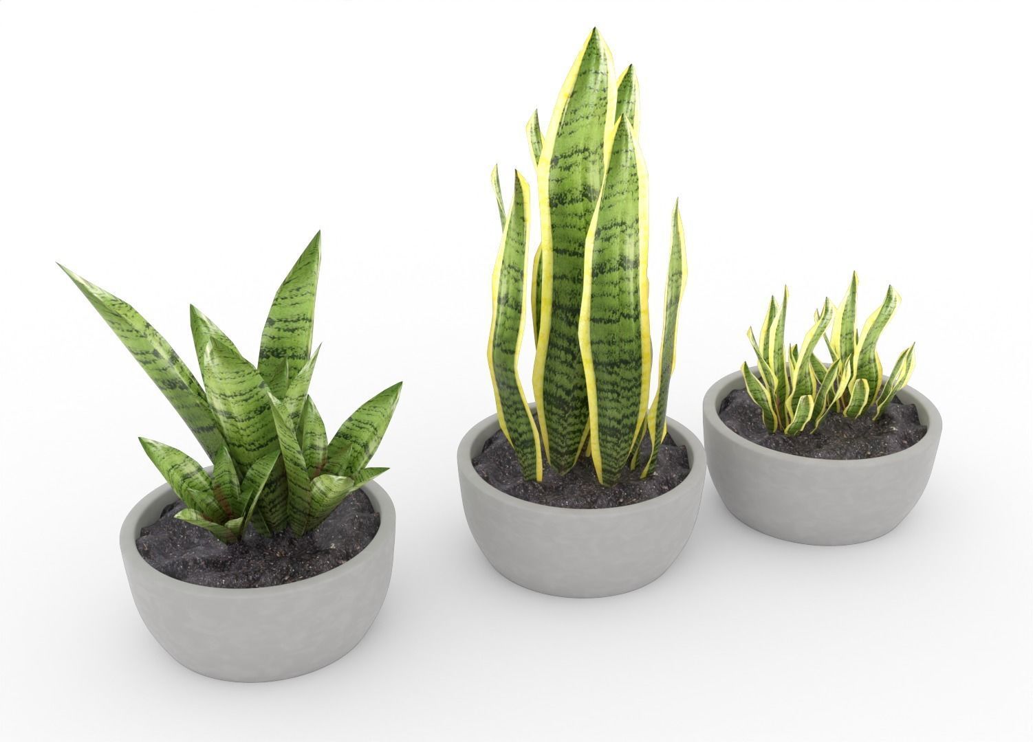 3D model Snake plant 3d Model VR / AR / low-poly | CGTrader