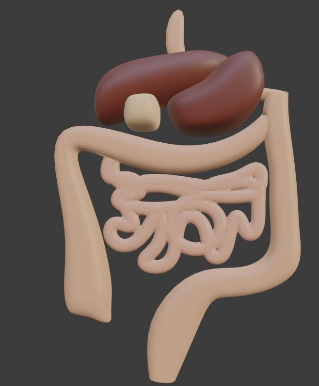A Comprehensive Guide to Human Anatomy Digestion 3D model | CGTrader