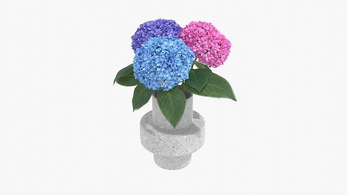 Hydrangea Flower Set 3D model | CGTrader