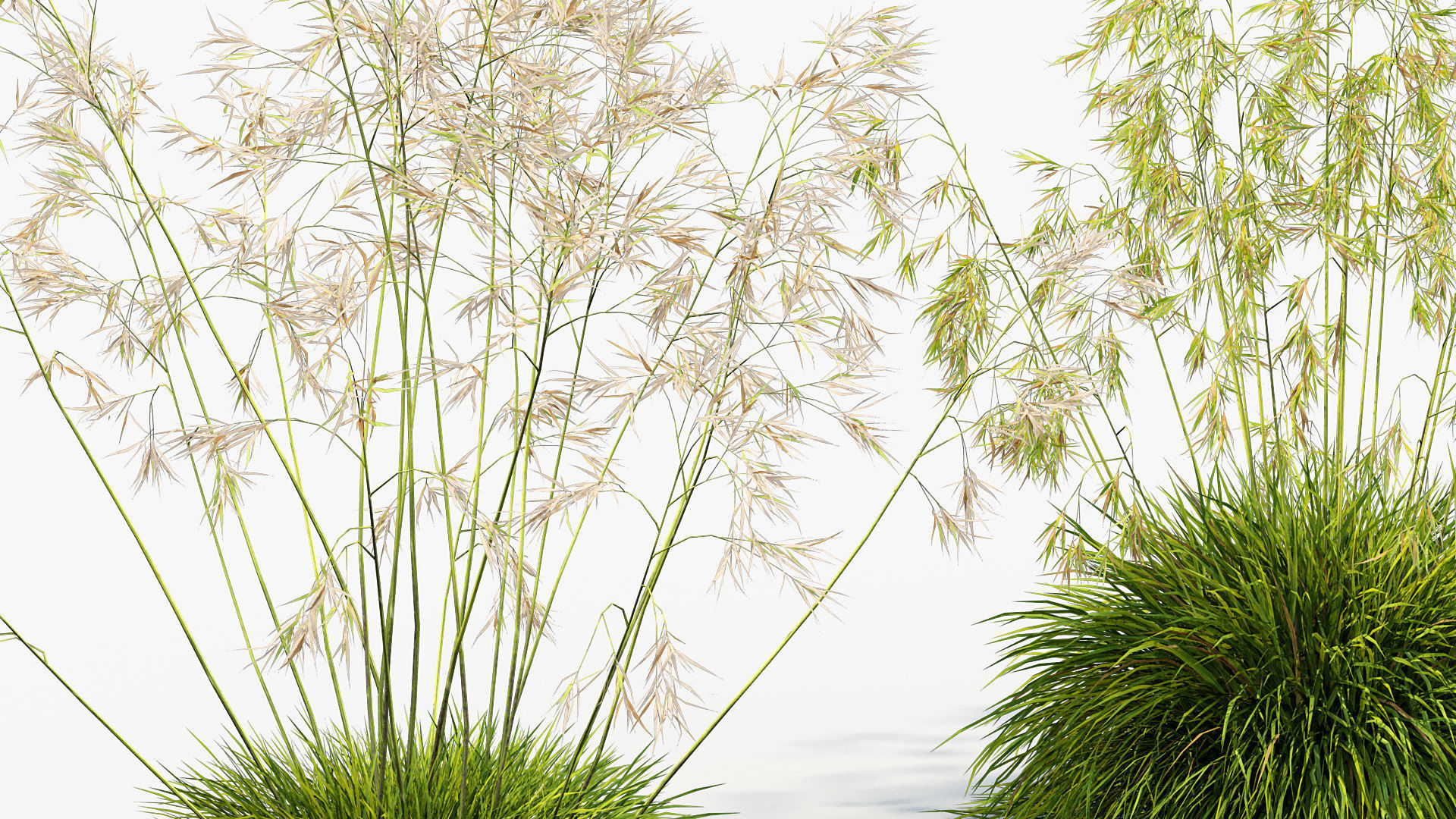 Stipa gigantea Golden oat 3D Model 01 3D model | CGTrader