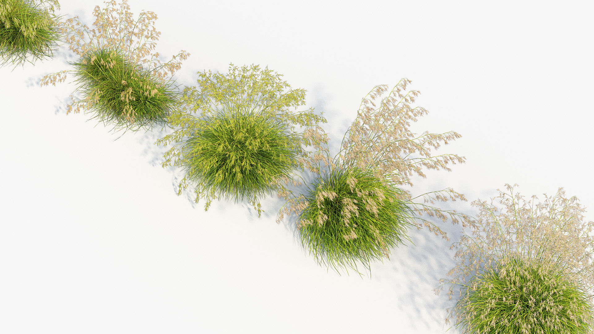 Stipa gigantea Golden oat 3D Model 02 3D model | CGTrader