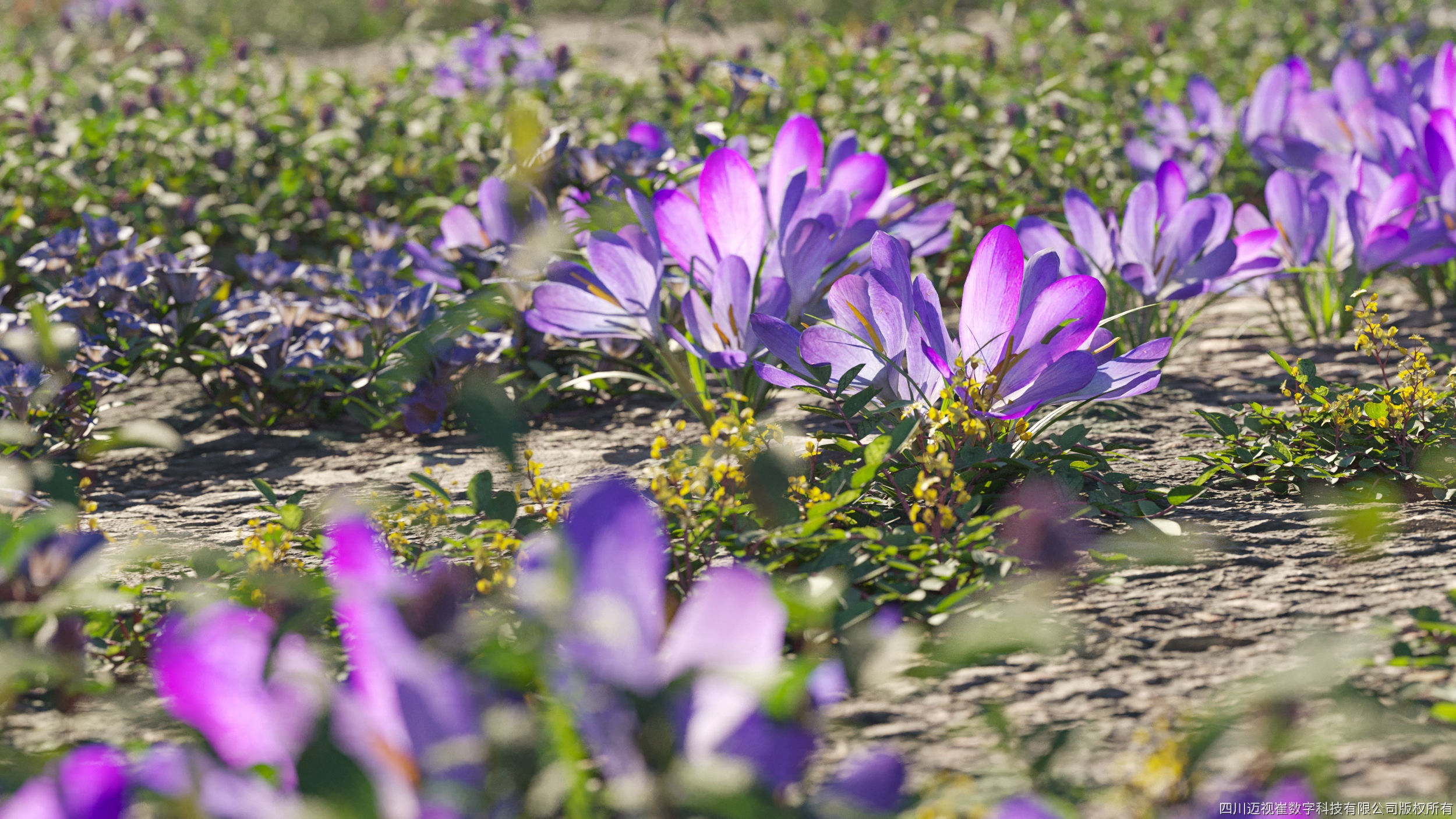 Maxtree Plant Models Vol 91 - Mesh 3D model | CGTrader